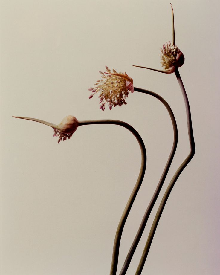 Discover Worry-Free Hair Care: Understanding and Embracing Ingredients ...